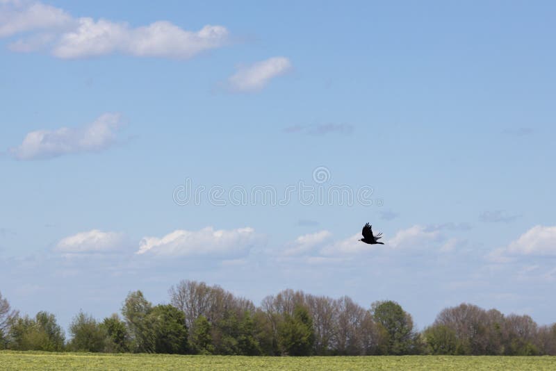 Wild Bird Crow on a Background of Blue Sky Stock Photo - Image of blue ...