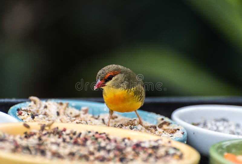 Wild bird stock image. Image of center, erithaca, blue - 97385487