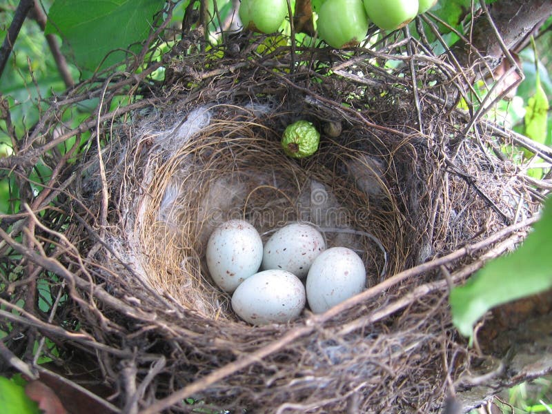 Wild Bird Eggs in a Nest on a Tree Stock Image - Image of bird, spring ...