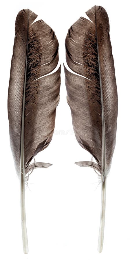 Wild Bird Feather Isolated on White - Both Sides Stock Image - Image of ...