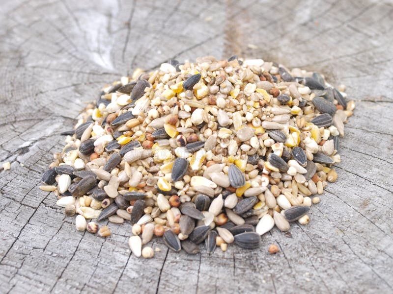 Wild Bird Feed stock photo. Image of wild, seeds, birds - 207535964