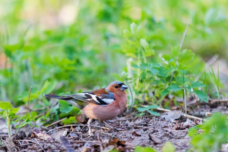Wild Bird among the First Spring Greenery Stock Photo - Image of ...
