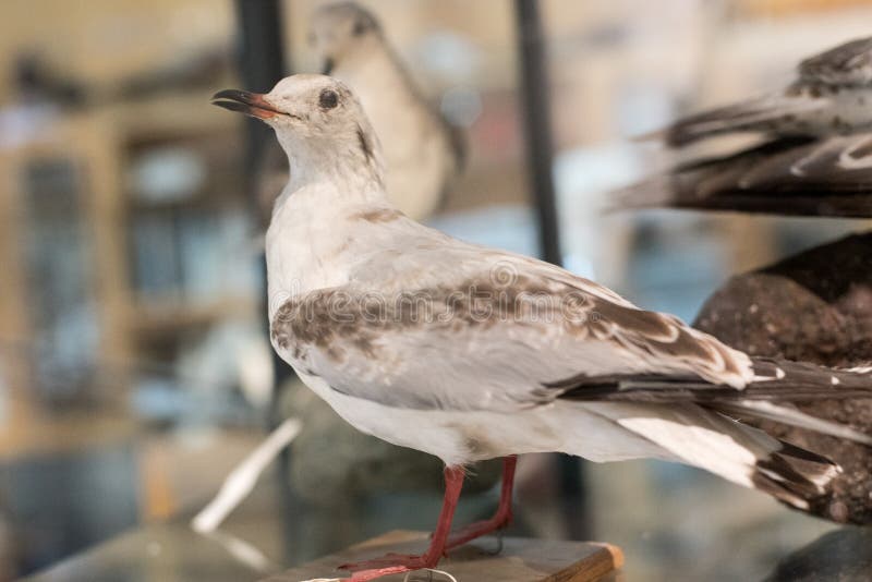 Wild bird stock photo. Image of birds, florida, ceyx - 97385540
