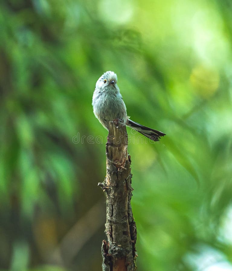 Wild bird stock photo. Image of isolated, wild, bird - 283617562