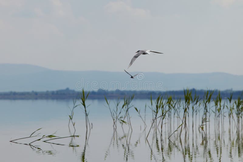 986 Bird Lifting Stock Photos - Free & Royalty-Free Stock Photos from ...