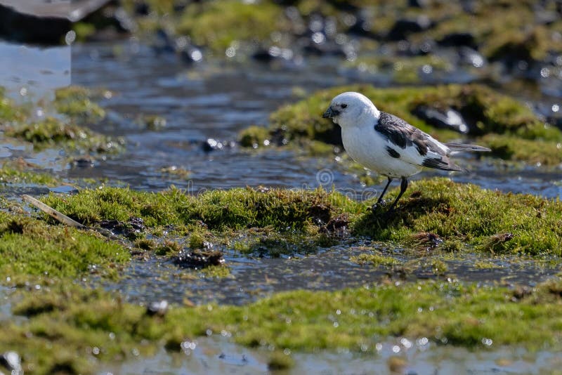 Wild Bird on the Mossy Coast in Svalbard, Norway Stock Photo - Image of ...