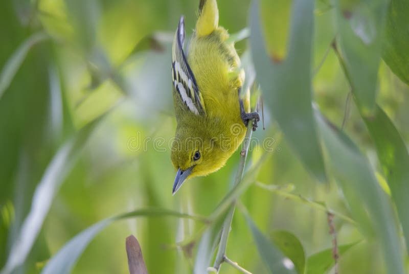 A Wild Bird Moving for Searching Food at Daylight . Stock Photo - Image ...