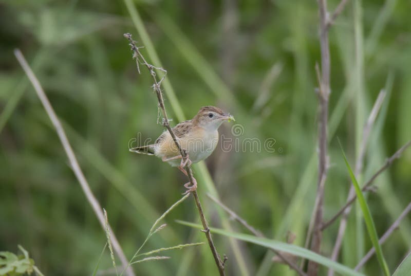 A Wild Bird Moving at Grassland with Collected Food . Stock Photo ...