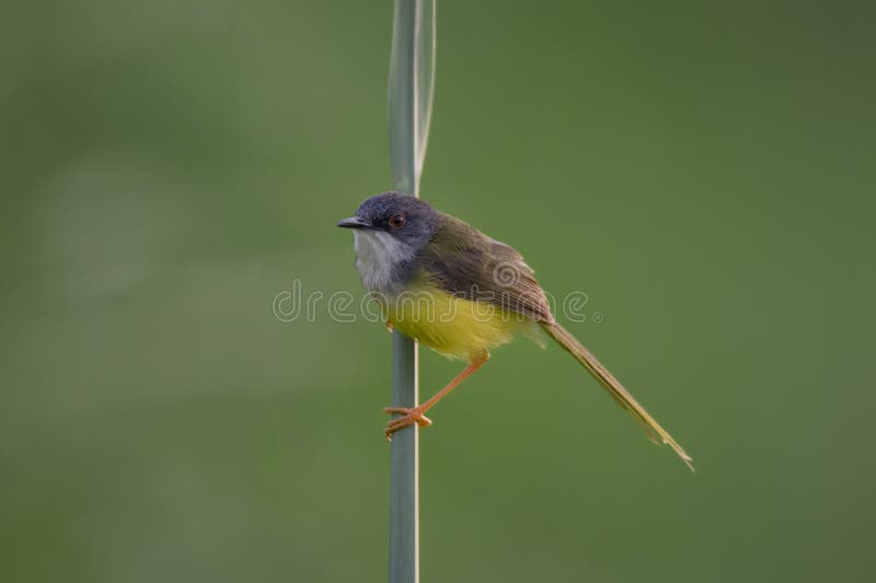 A Wild Bird Moving Branch To Branch at Grassland . Stock Image - Image ...