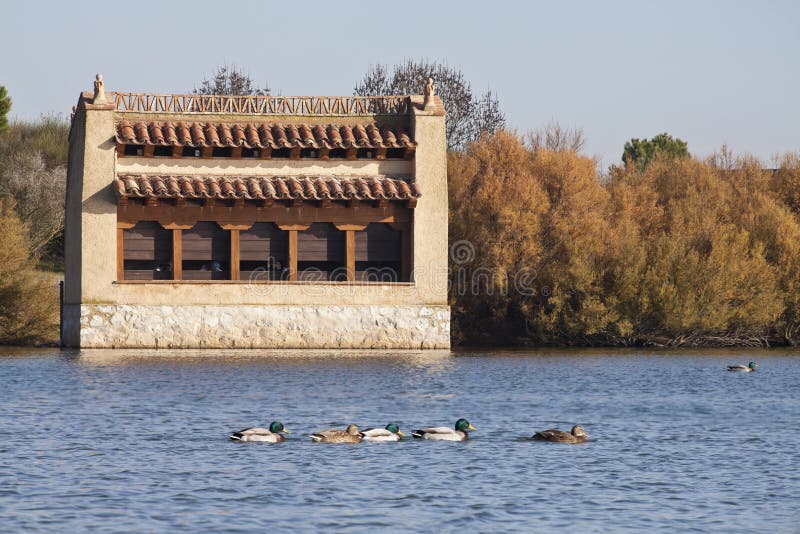 Wild bird observatory stock photo. Image of park, nature - 22211212
