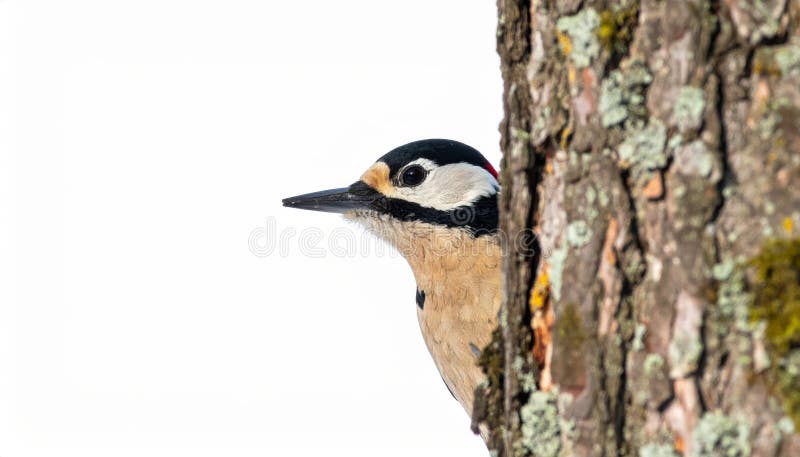 Wild Bird Perched on a Majestic Tree Trunk in Serene Forest Setting ...