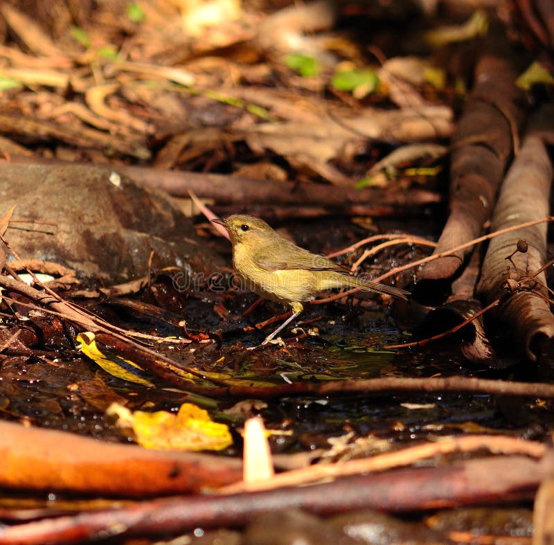 Wild Bird Phylloscopus on the Wet Organic Soil Stock Image - Image of ...