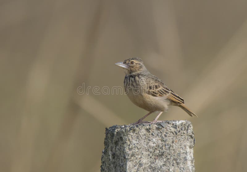 A Wild Bird on the Pillar at Morning Light from Nature . Stock Photo ...