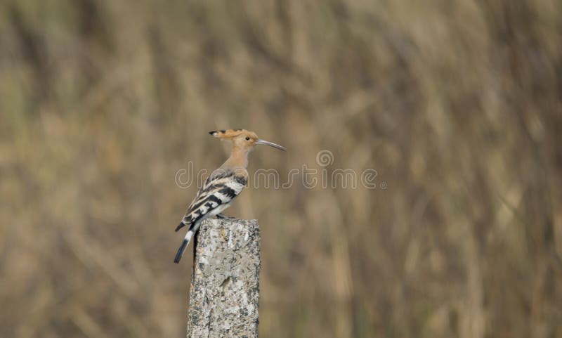 A Wild Bird Resting on the Pillar at Daylight . Stock Image - Image of ...