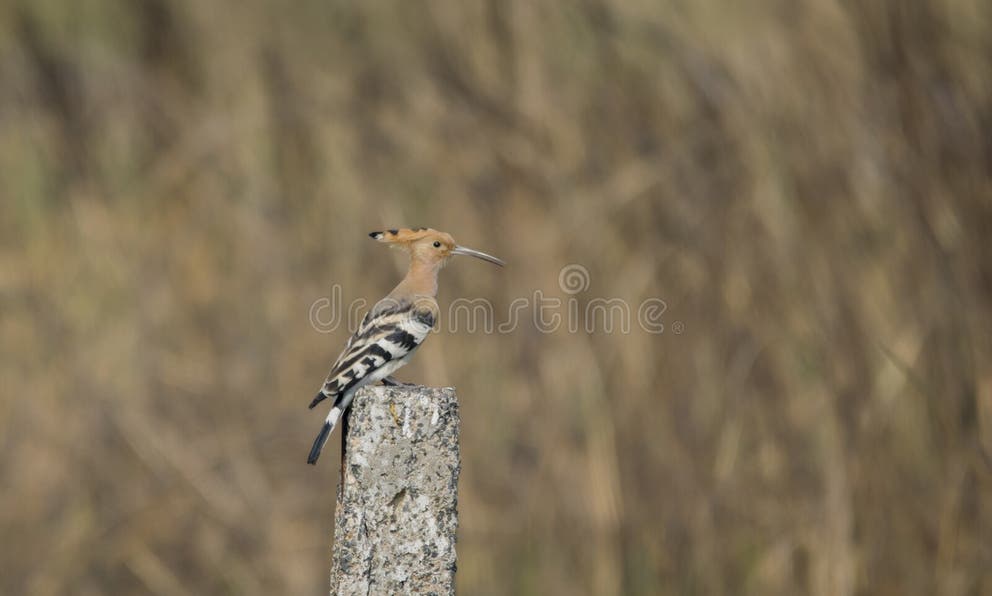 A Wild Bird Resting on the Pillar at Daylight . Stock Image - Image of ...