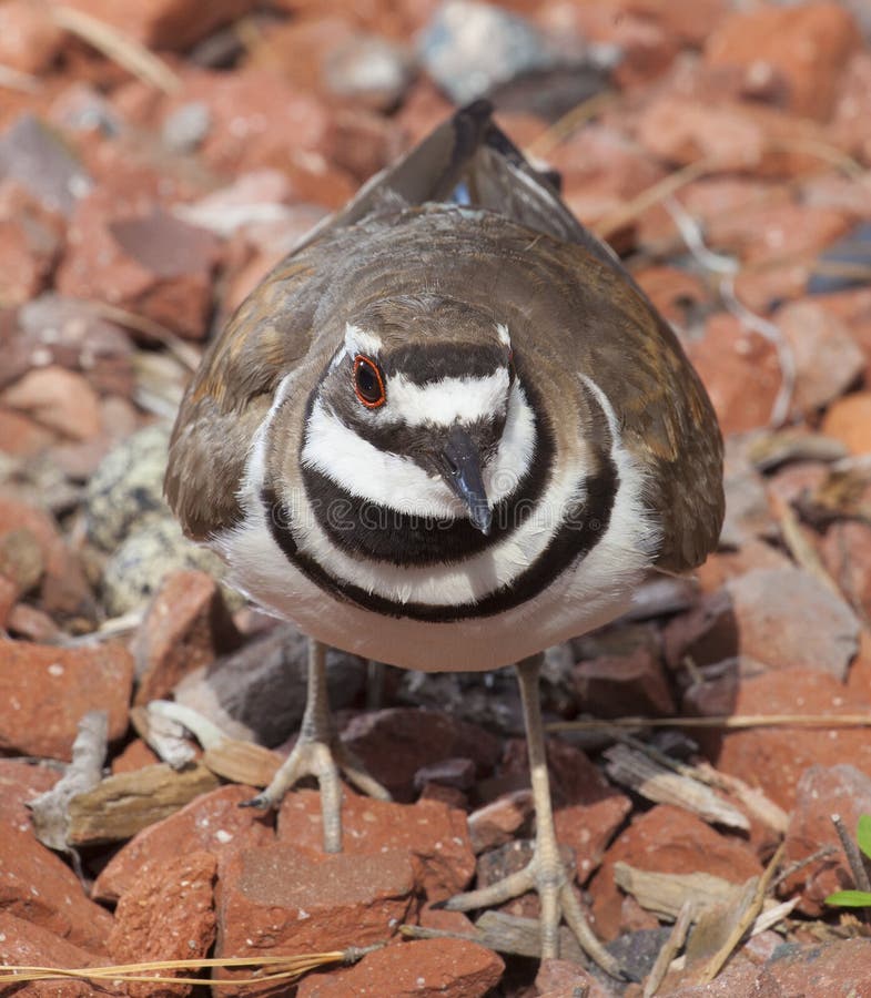 Wild bird on the rocks stock photo. Image of guarding - 97943354