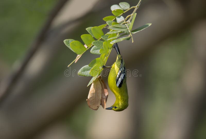 Wild Bird Searching Food from Flower at Tree Branches Stock Image ...