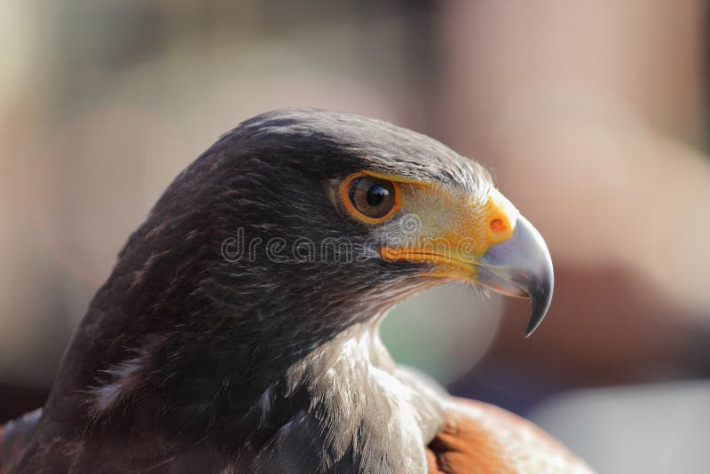 Wild bird side stock image. Image of harris, bird, closeup - 63788845