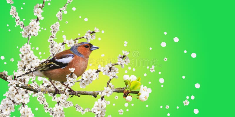 Wild Bird among Spring Flowering Branches Stock Photo - Image of ...