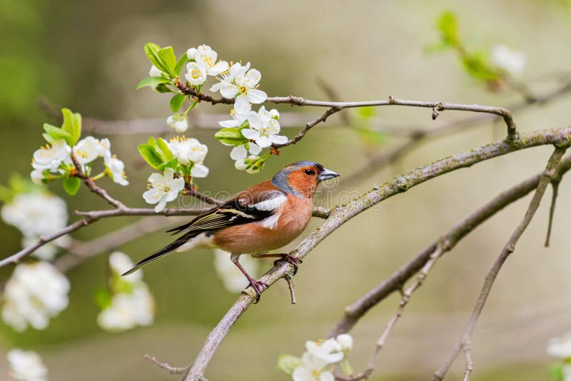 Wild Bird among Spring Flowers on a Tree Stock Image - Image of finch ...