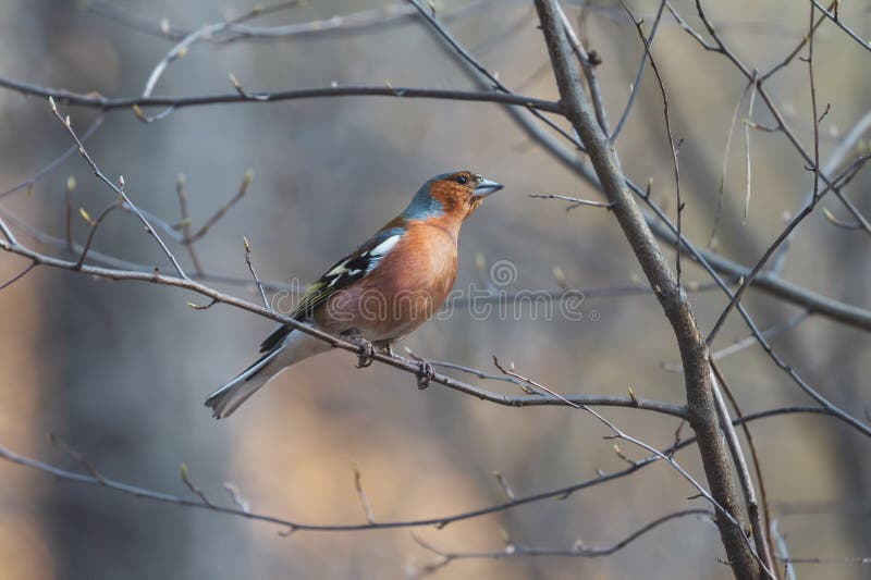 Wild bird in spring forest stock photo. Image of bird - 270203824