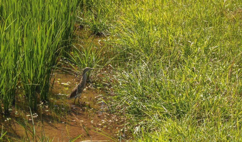 A Wild Bird Stands in the Rice Paddies Stock Image - Image of ...