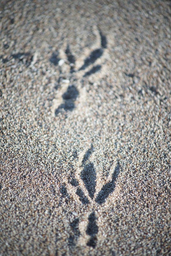 Alaska Water Monster Stock Photos - Free & Royalty-Free Stock Photos ...