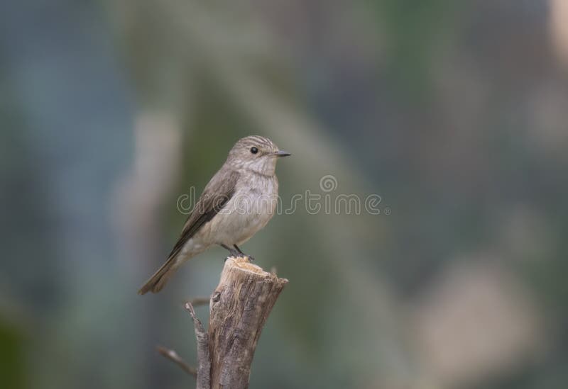 A Wild Bird in Open Perch Sitting on the Tree Branch .. Stock Photo ...