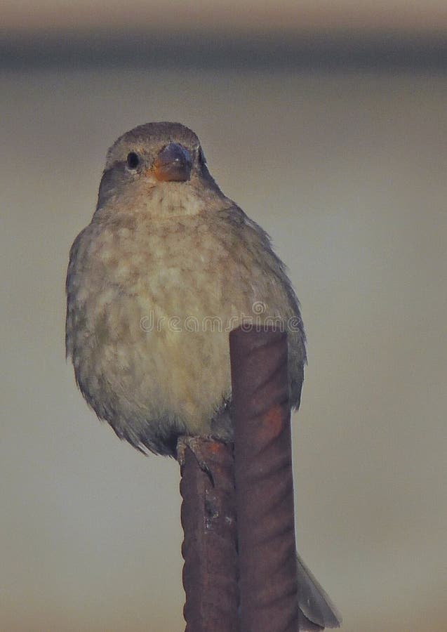 Wild bird stock photo. Image of nature, high, wild, zoom - 172101686