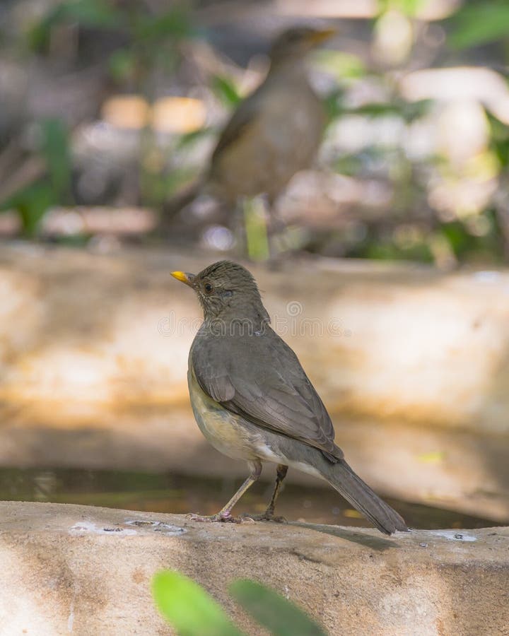 Birds on the river stock photo. Image of fishes, national - 62631928