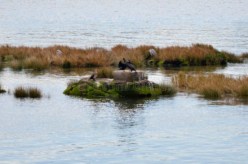 Wild Birds on the Banks of Douro River Stock Photo - Image of bird ...