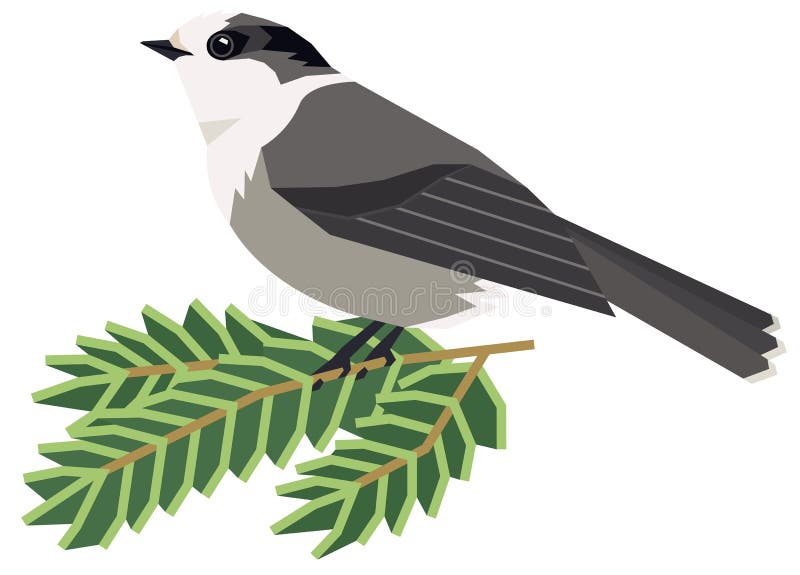 Gray Jay Stock Illustrations – 280 Gray Jay Stock Illustrations ...