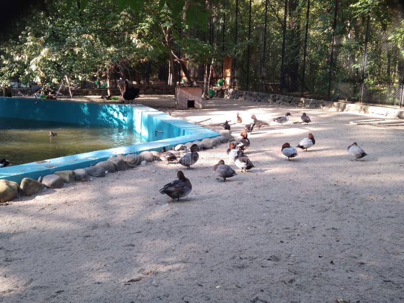 Wild Birds Ducks in the Aviary Animals in the Park Stock Image - Image ...