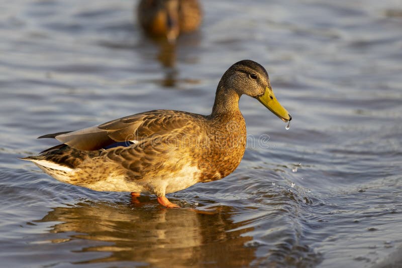 Wild Birds Ducks while Feeding at Sunset Stock Photo - Image of birds ...