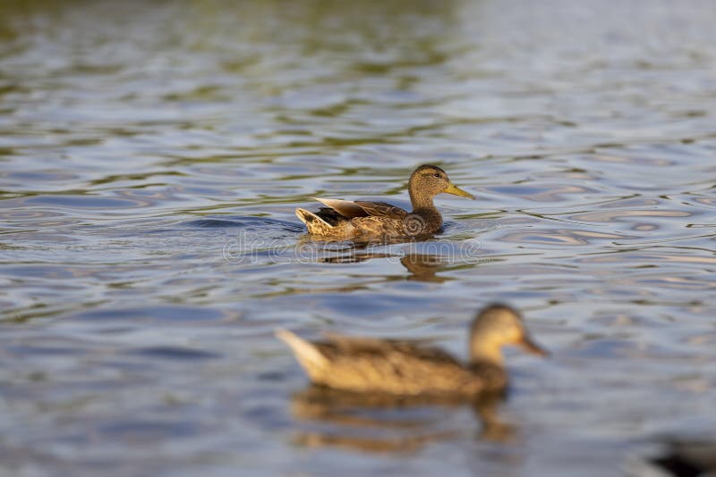 Wild Birds Ducks while Feeding at Sunset Stock Image - Image of ...
