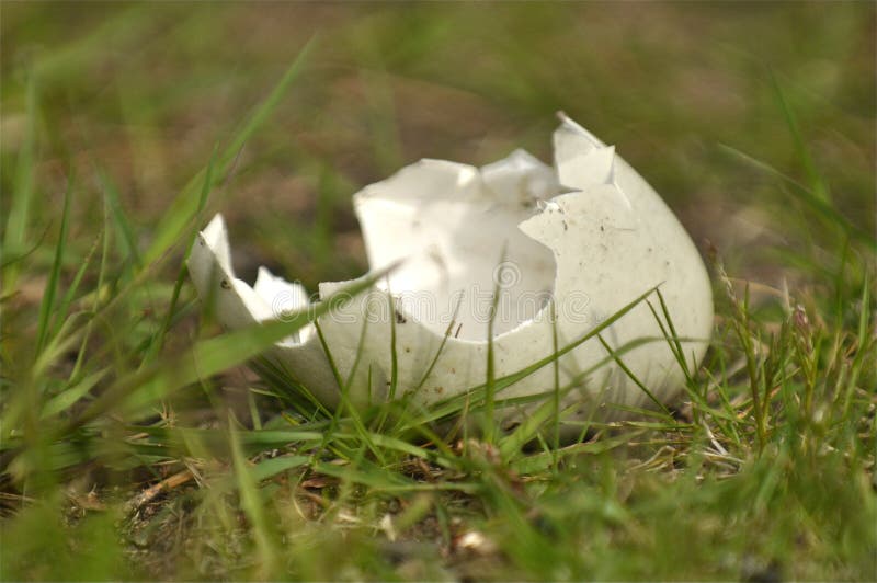 Wild birds egg shell stock photo. Image of nature, detail - 26141304