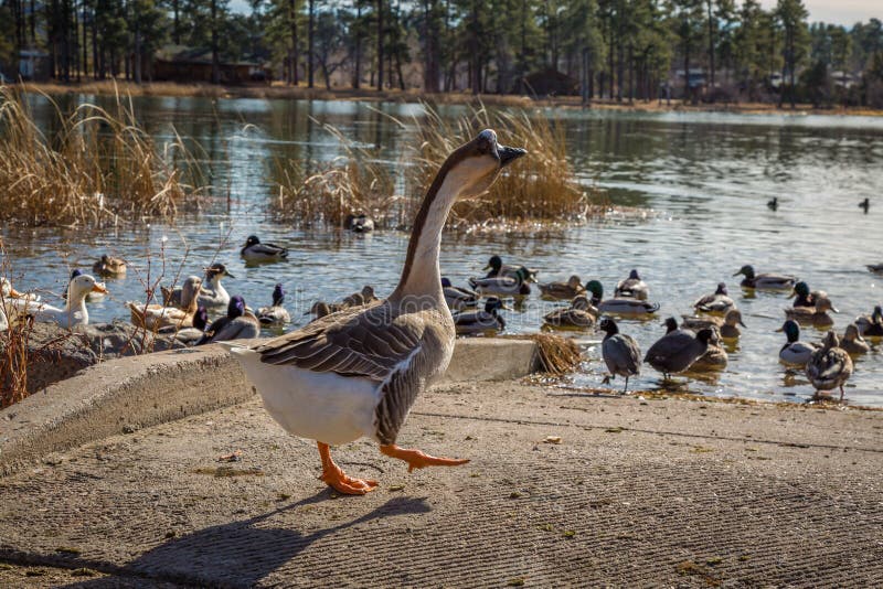 Wild Birds in the Fall Season. Stock Photo - Image of neck, duck: 63519882