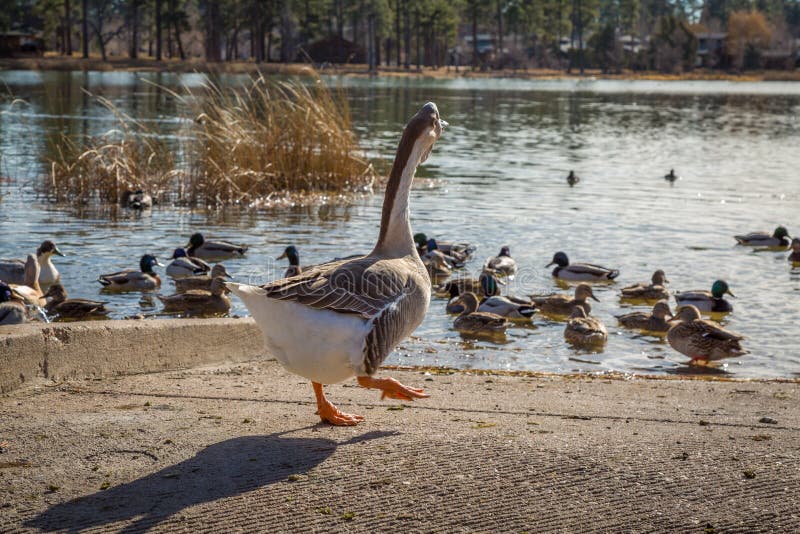 Wild Birds in the Fall Season. Stock Photo - Image of crane, goose ...