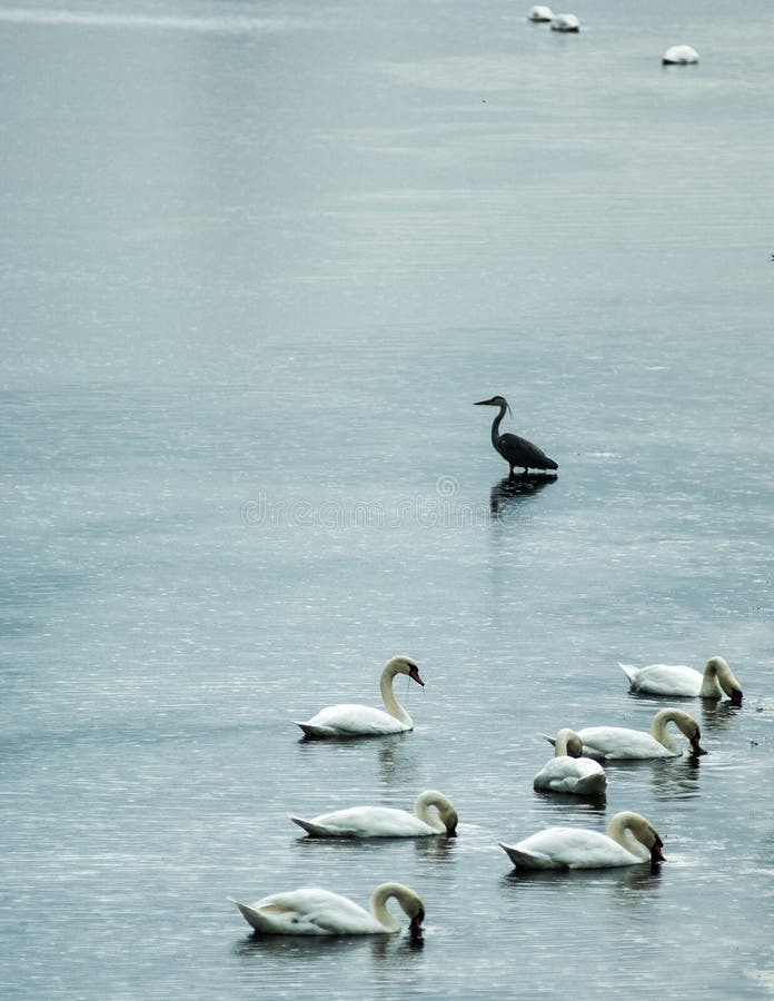 Wild Birds Feeding in River Channel Stock Photo - Image of channel ...