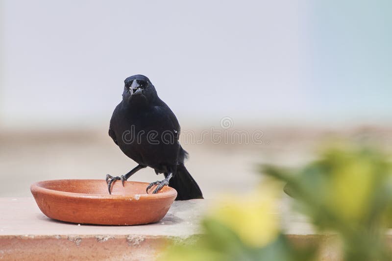 Wild Birds Feeding on a Spring Morning Stock Image - Image of seed ...