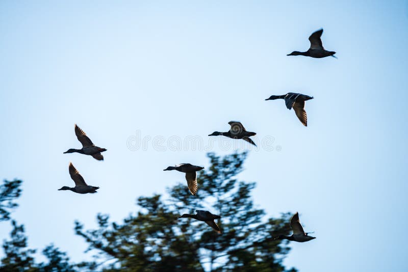 Wild Birds Flying High in the Sky Stock Image - Image of blur ...