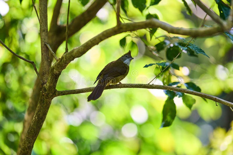 Wild Birds Living in the Forest Outdoors Stock Image - Image of ...