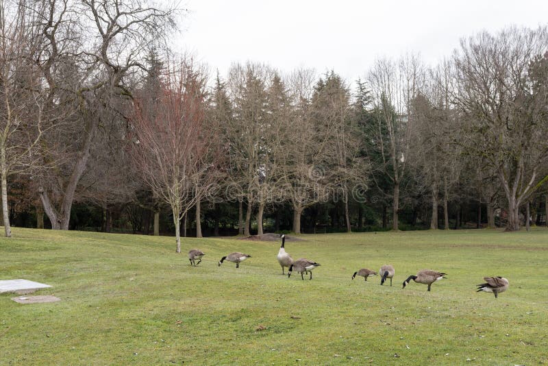Minoru Park. Richmond, BC, Canada Stock Image - Image of area, landmark ...