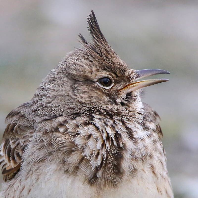 Wild birds in nature stock image. Image of ornithology - 240036907