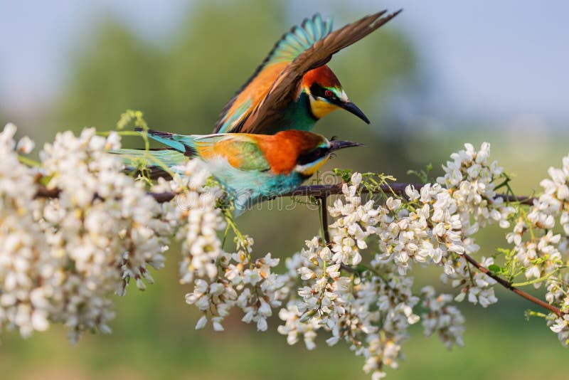 Wild Birds Sit on a Flowering Tree Stock Image - Image of merops, avian ...