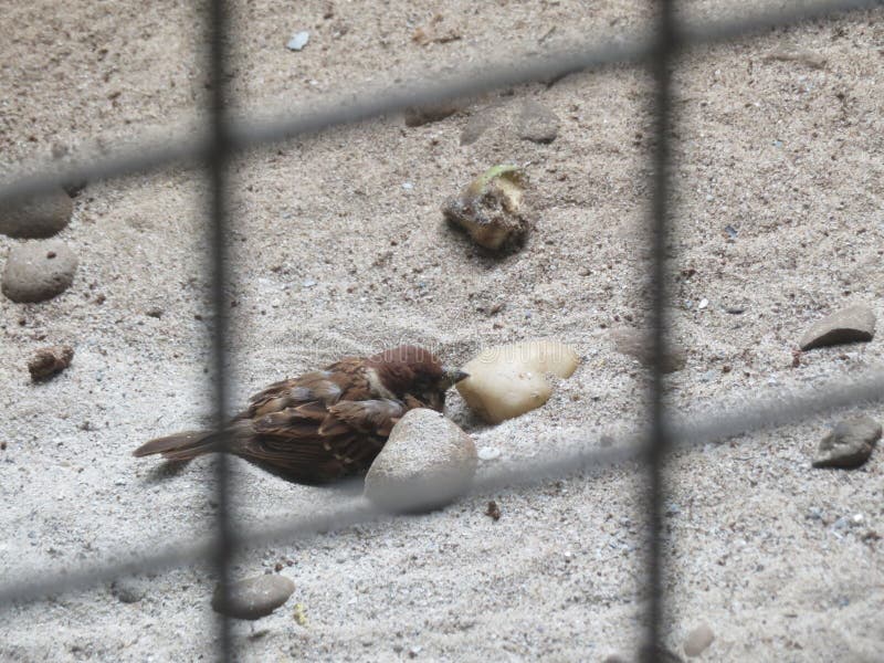 Wild Birds Sleeping in Bird Cage Under the Sand Near Small Rocks Stock ...