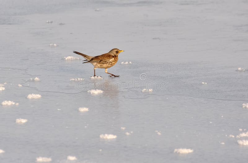 Birds in winter stock photo. Image of beijing, animals - 84644084
