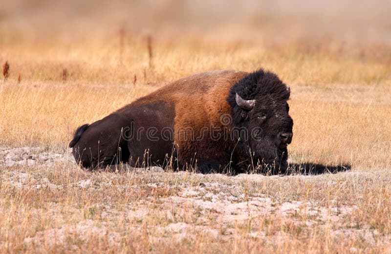 Wild Bison stock image. Image of grass, national, fight - 16471269