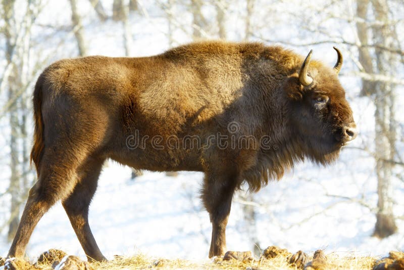 Wild bison stock photo. Image of park, american, bizon - 19672268
