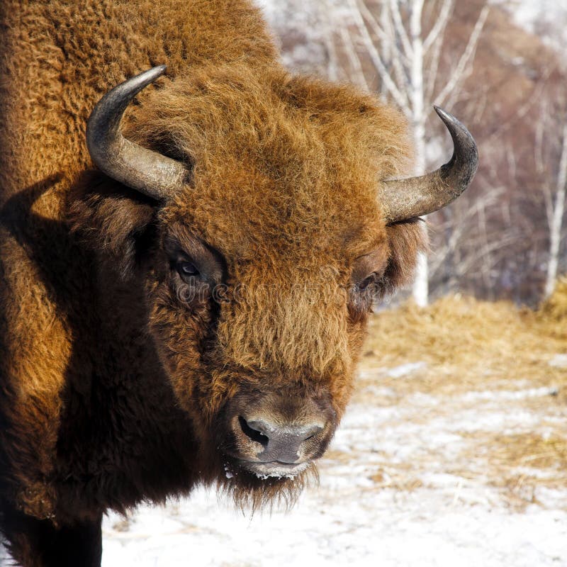 Wild bison stock photo. Image of altai, yellowstone, bizon - 19672352